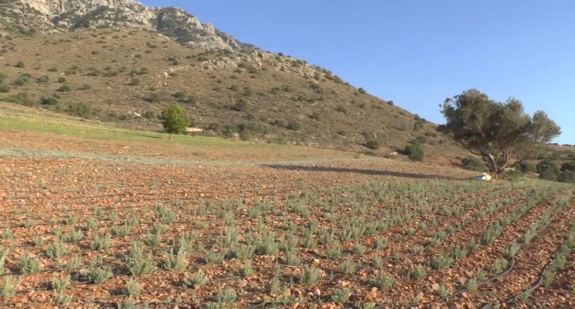 Cretan Herbs | Monza
